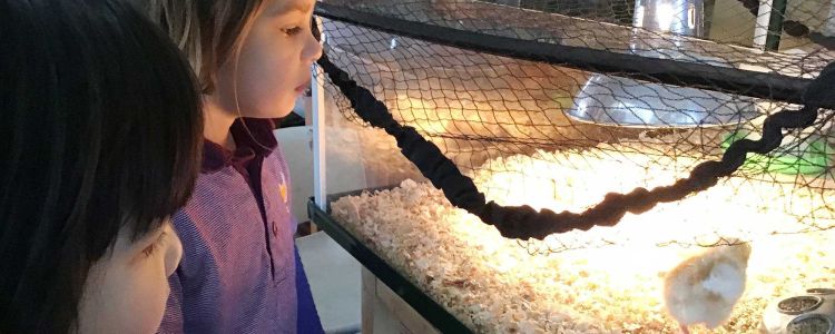 ELC Update - Prince Alfred College